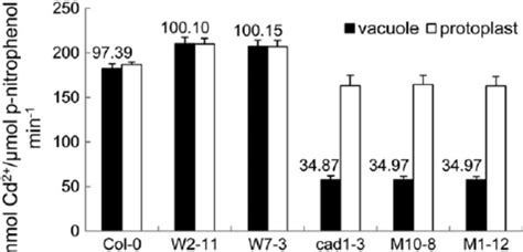 Subcellular Localization Of Cd 2 Protoplasts And Vacuoles Download Scientific Diagram