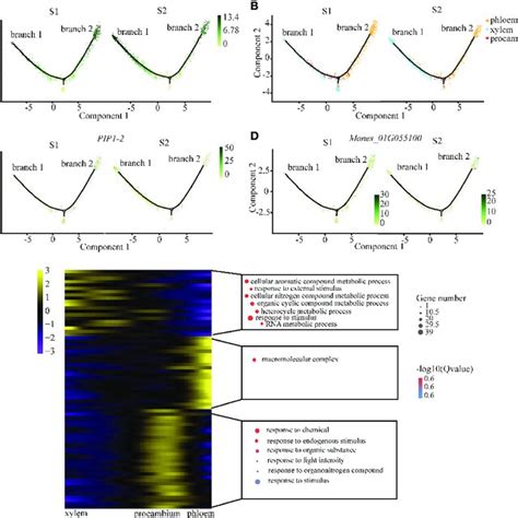 Differentiation Trajectory Of Cartical Tissue A Single Cell Download Scientific Diagram