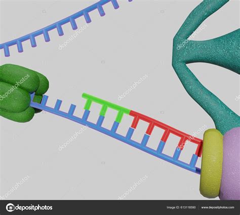 Dna Replication 3d