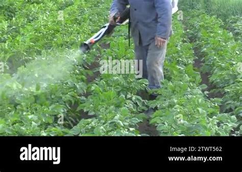 Chemical Pesticide Modern Spray Of Solanum Tuberosum Potato Against