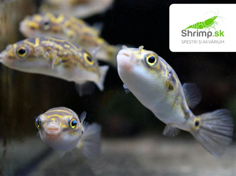 Štvorzubec škvrnochvostý Tetraodon Biocellatus