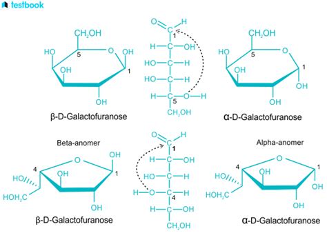 Glucose Vs Galactose Structure