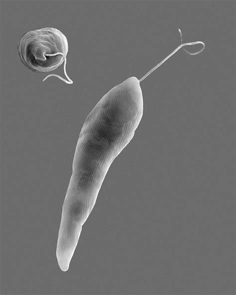 Euglena Gracilis Microscope