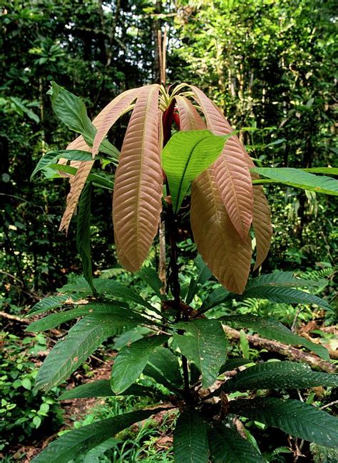 Rainforest Shrub With New Leaves Photograph By Dr Morley Readscience