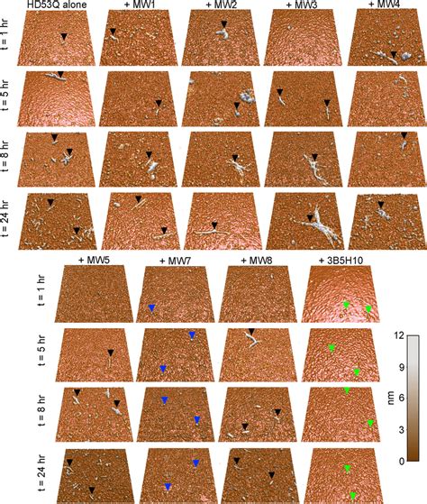 Anti Htt Antibodies Modulate Htt Aggregation Differentially