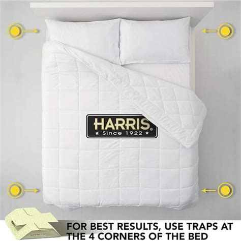 Bed Bug Nest On Ceiling Shelly Lighting