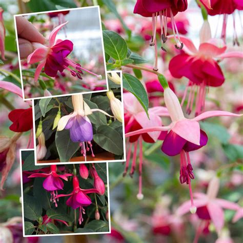 Fuchsia Upright Plant Collection Marshalls Garden