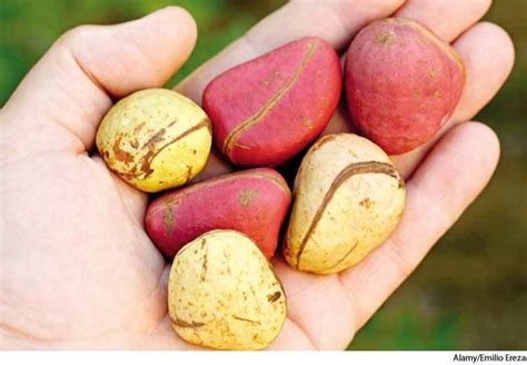 Kola Nut Alchetron The Free Social Encyclopedia