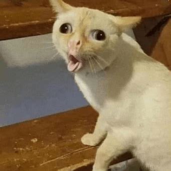 Cat React Meme Cat React Funny Discover And Share S