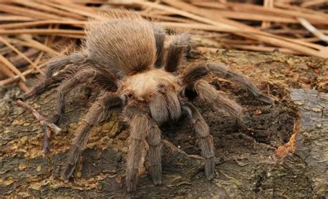 How To Recognize Giant Spiders In Mississippi And Protect Yourself