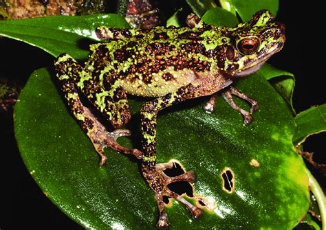 Bornean Rainbow Toad Facts And Pictures
