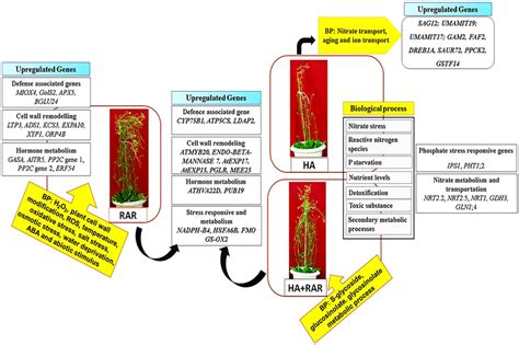 A Figure Demonstrating The Summary Of Overall Modulations In Different Download Scientific