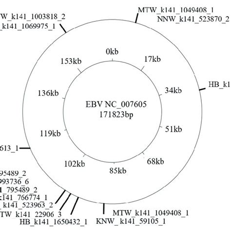 The Examples Sequence Location Of Ebv From Blood And Water On Ebv