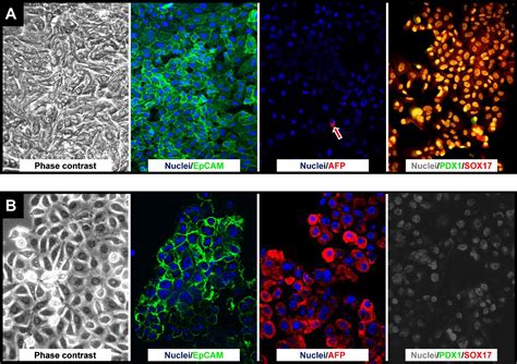 Multipotent Stem And Progenitor Cells At Eva Brown Blog