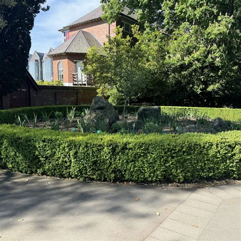 Deciduous And Evergreen Shrubs Lushingtons