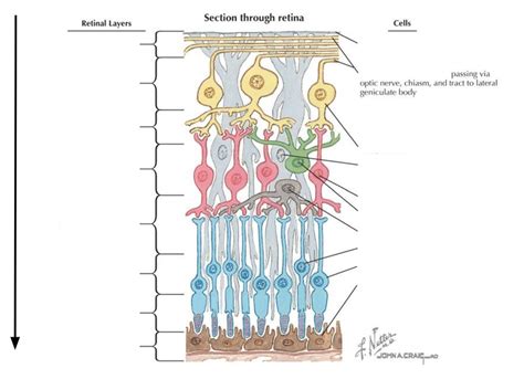 Retinal Layers Diagram Quizlet