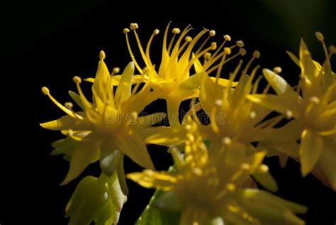 Sedum Sexangulare Stock Image Image Of Crassulaceae 328106399