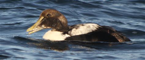 Common Eider Somateria Mollissima 10000 Birds
