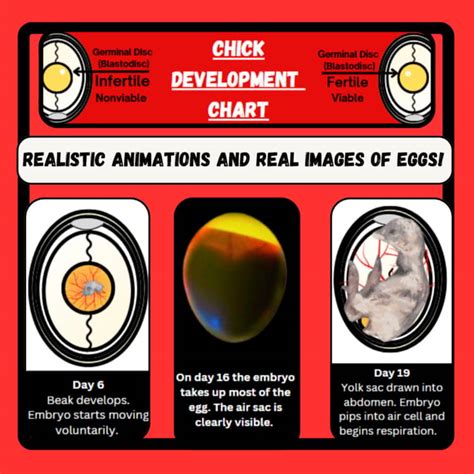 Chicken Embryology 21 Day Chick Development Chart Day By Day Development