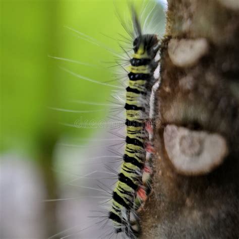 Chenille De Cocon Dinsecte Image Stock Image Du Blanc Traitement 43346523