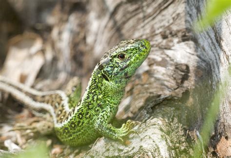 Heathland Wildlife South Downs National Park Authority
