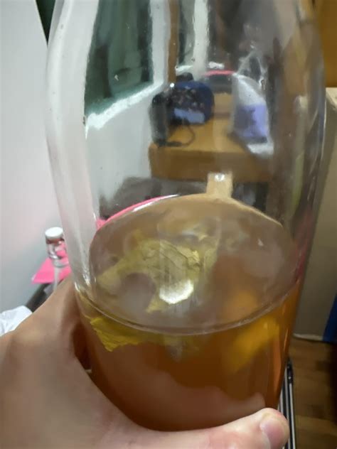 I Bought Tiny Scoby Starter 3 Months Ago It Still In The Original