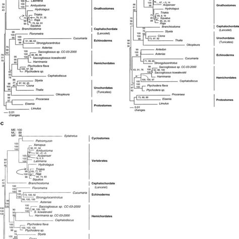 —phylogenetic Trees Of 25 Deuterostomes And Three Protostomes Based On