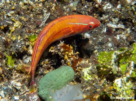 Paracheilinus Flavianalis Bali Indonesia