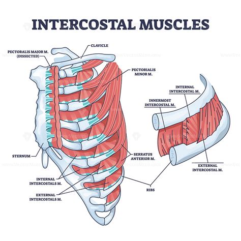 Intercostal Muscles Cadaver