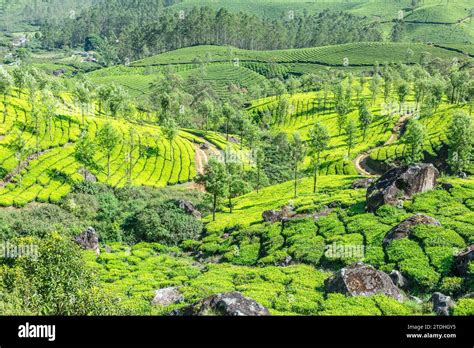 Green Fields Of Tea Plantations On The Hills Landscape Munnar Kerala