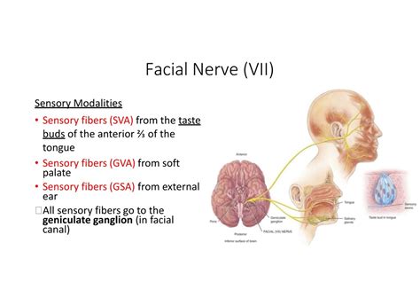 Ppt Cranial Nerve Vii And Viii Powerpoint Presentation Free Download Id 1155667