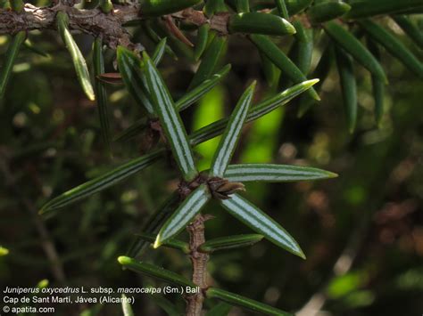 Juniperus Oxycedrus
