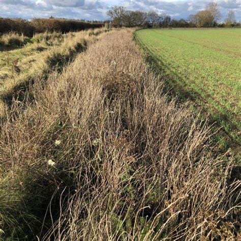 Sw1ahl4cahl4 46 Metre Grass And Buffer Strip Greenland Seeds