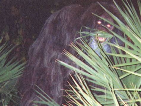 Skunk Ape Real Or Fake