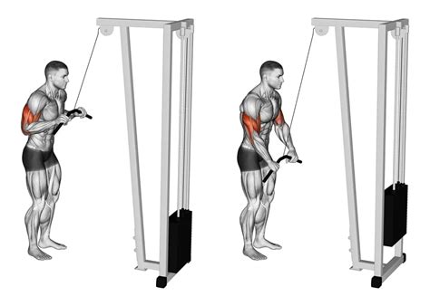 Push Down How To Do It Muscles Worked And Benefits 2025