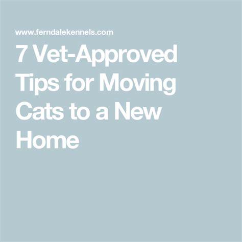 7 Vet Approved Tips For Moving Cats To A New Home Moving House Tips