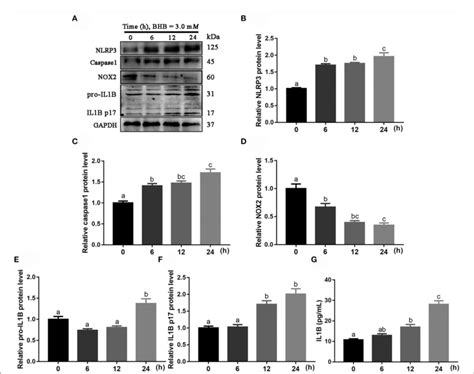 Figure Eeects Of β Hydroxybutyrate Bhb On Nlrpp Signaling Pathway Of
