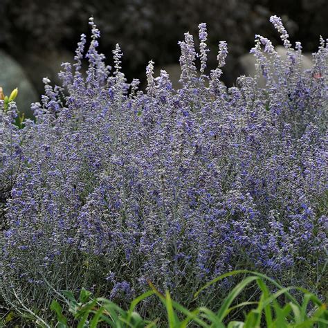 August Plant Of The Month Perovskia Atriplicifolia Blue