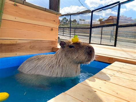 ハーベストの丘で「カピバラ温泉」を開催中。温かいお風呂の中でカピバラたちも思わずうとうと。 株式会社堺ファームのプレスリリース