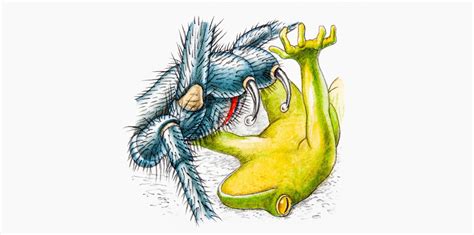 Jad Zabójczego Pająka Zabezpieczy Mózg Przed Skutkami Niedokrwienia Medexpress Pl