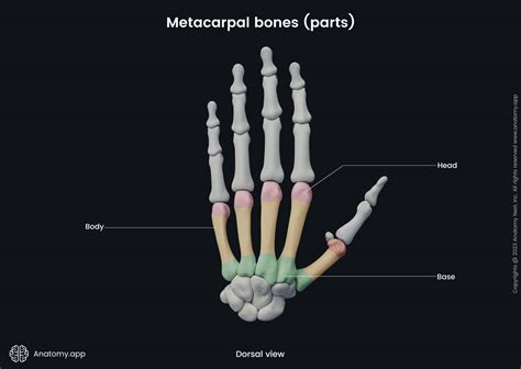 Parts Of Metacarpal Bones Dorsal View Anatomyapp Parts Of Metacarpal Bones Dorsal View Anatomyapp