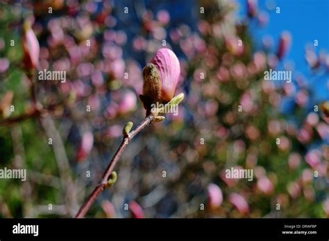 Magnolien Knospe Fotos Und Bildmaterial In Hoher Auflösung Alamy