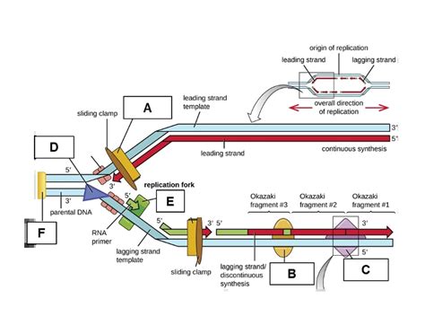 Dna Replication Diagram — Printable Worksheet Dna Replication Diagram — Printable Worksheet