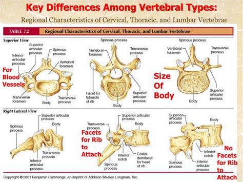 Ppt Lab 4 Powerpoint Presentation Free Download Id2899730