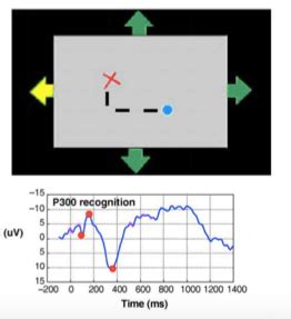 Brain Computer Interface Bci With The P300 Sapien Labs Shaping The
