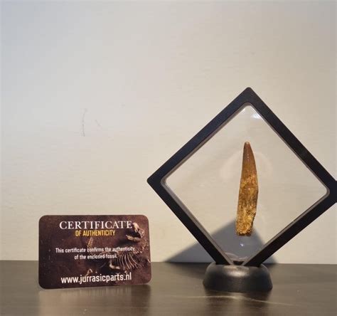 Dinosaurio Diente En Marco Spinosaurus Aegyptiacus Catawiki