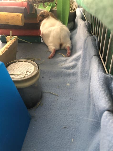 Another Lounging Junie Bee Rguineapigs
