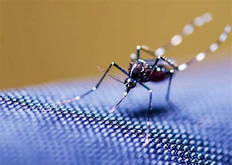 Can Mosquitoes Bite Through Clothes 6 Best 6 Worst Fabrics The Buginator