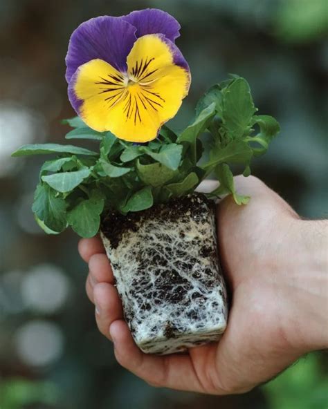 Pansies How To Grow And Care For Pansy Flowers Hgtv