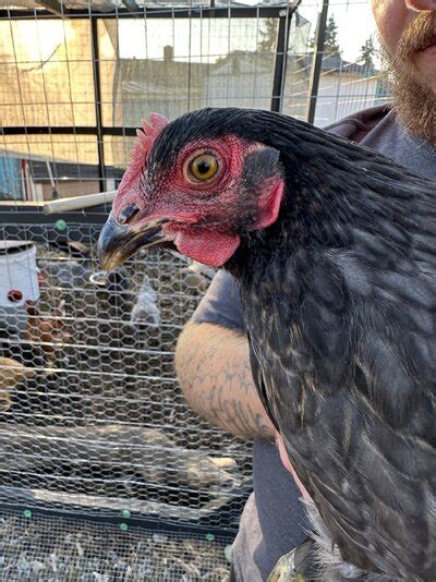 Sapphire Olive Egger Pullet Or Cockerel Backyard Chickens Learn How